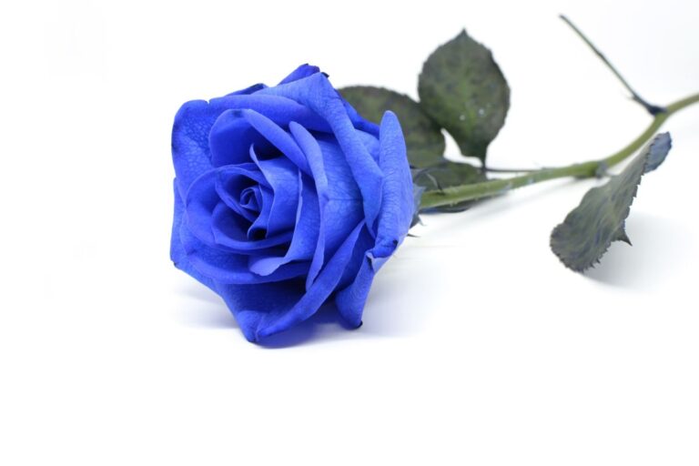 La rosa blu nel giardinaggio moderno: sveliamo il mito