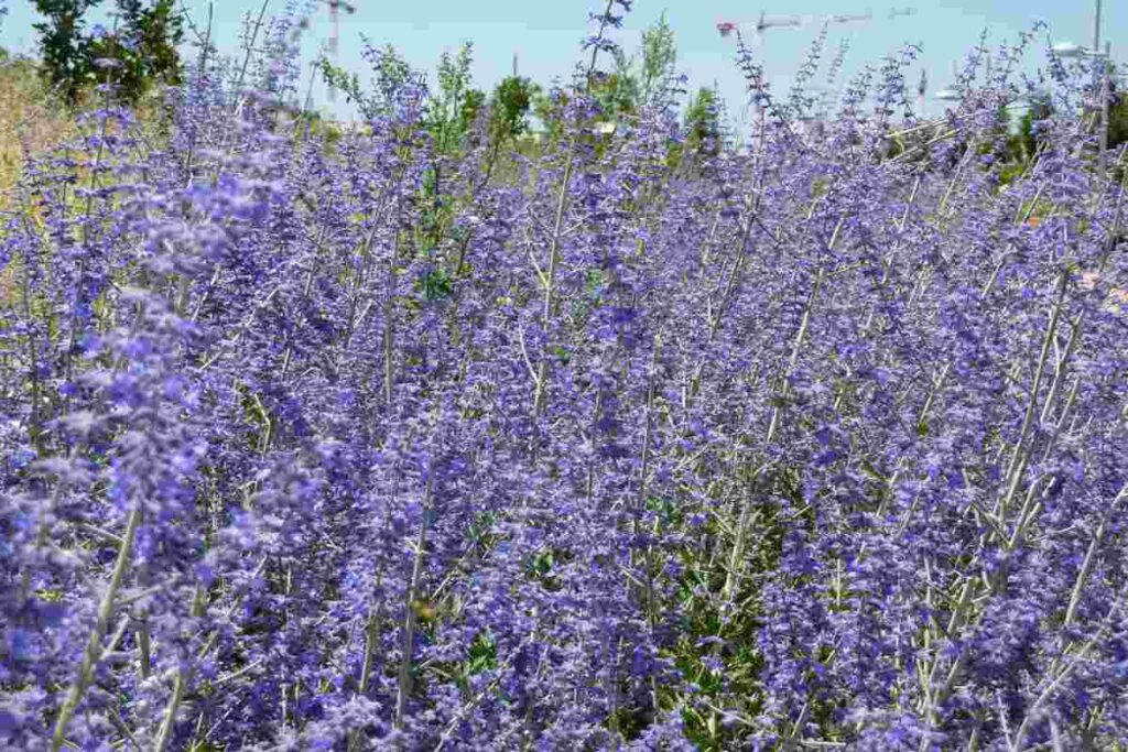 Salvia russa nel tuo giardino: come coltivare e far fiorire la Perovskia