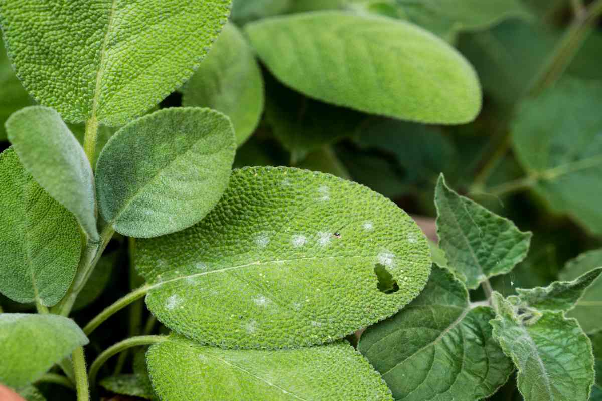 Macchie bianche sulla tua salvia? Scopri le cause e come intervenire ...