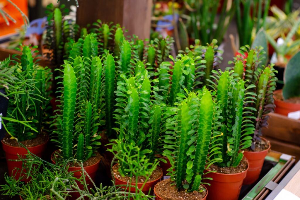 I migliori cactus per la tua casa: scopri le varietà perfette per l'indoor