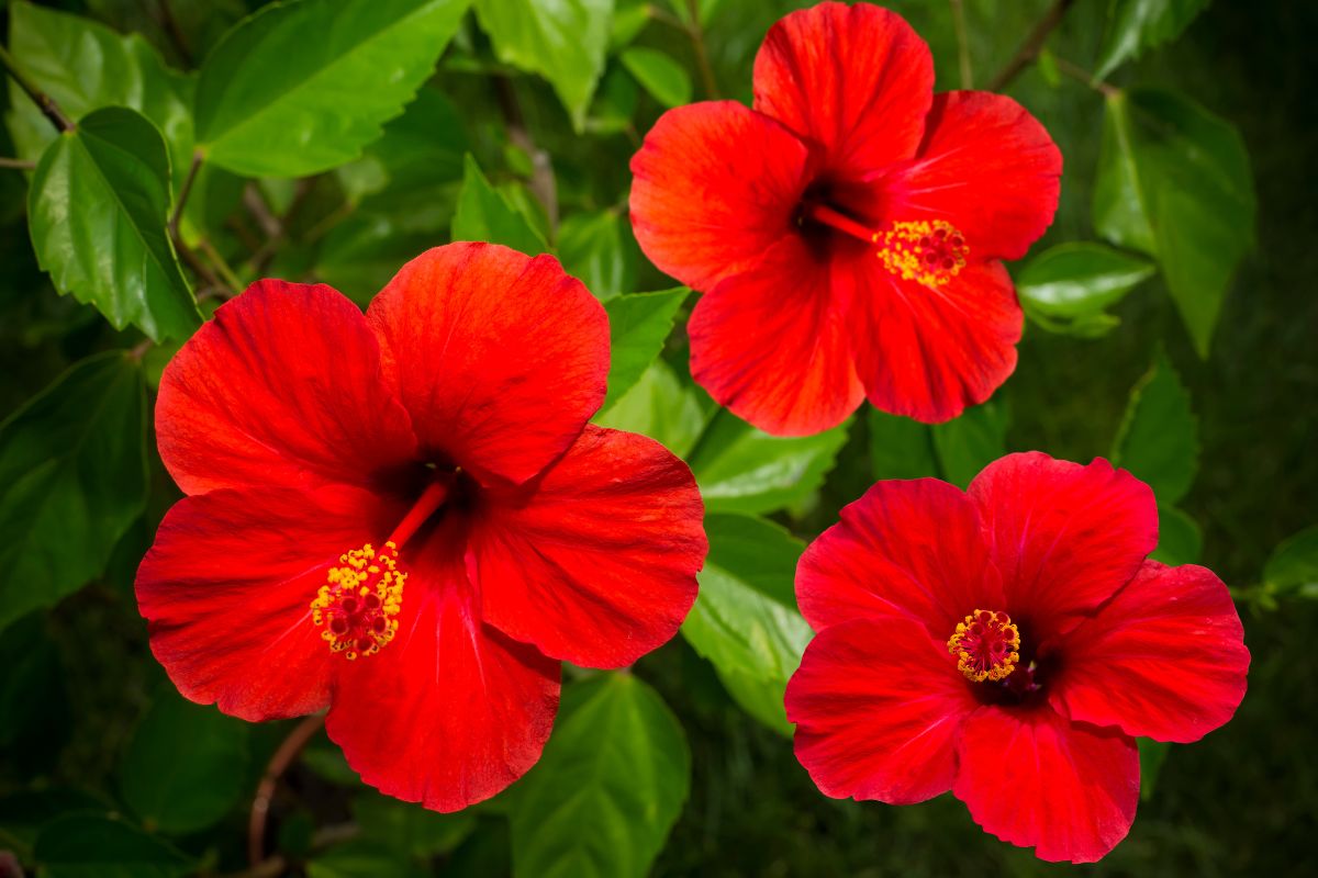 Trasforma il tuo giardino con le varietà di Ibisco più affascinanti