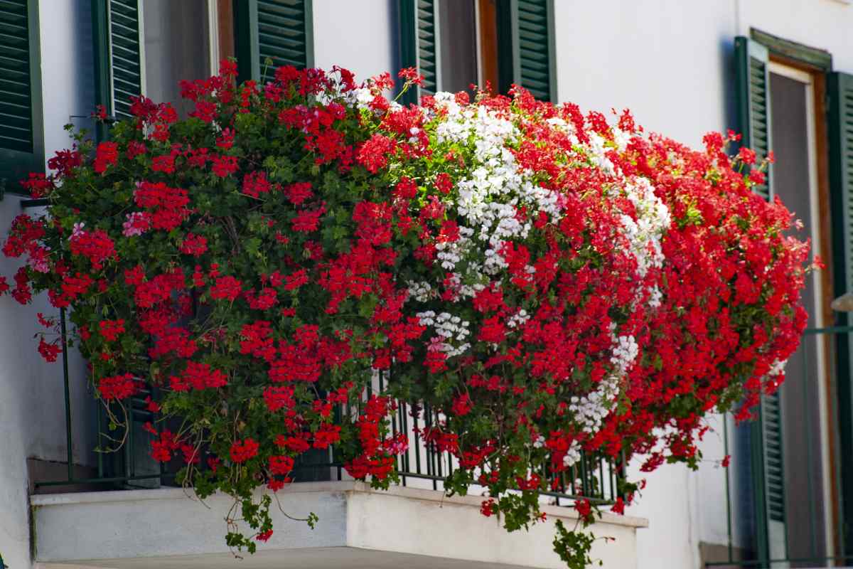 Proteggi i gerani dal freddo: scopri come conservarli per una ripresa ...