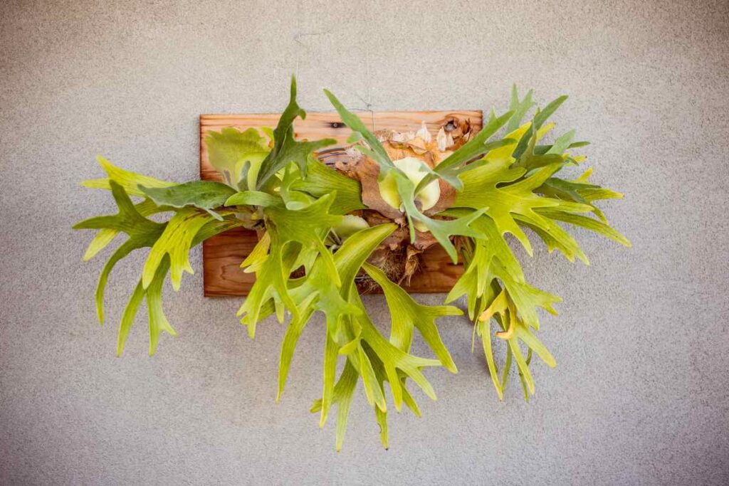 Felci da appartamento: 5 varietà che crescono rigogliose in casa