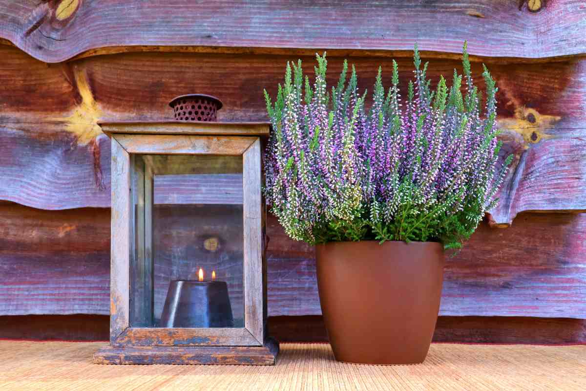 Fioriture invernali in casa: quali piante da appartamento scegliere per ... Fioriture invernali in casa: quali piante da appartamento scegliere per ...
