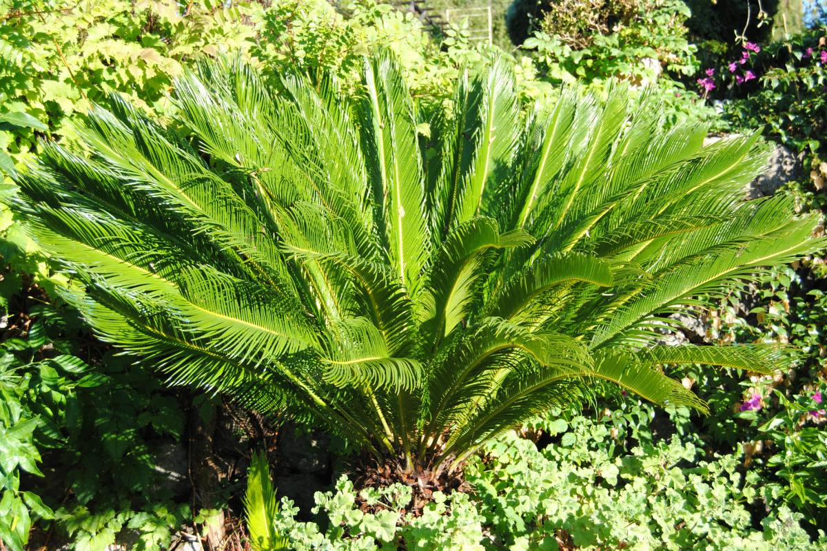 Cycas: come e quando potare per evitare errori e favorire la crescita