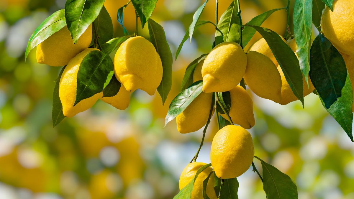 Perché il tuo limone perde le foglie? Tutte le risposte qui