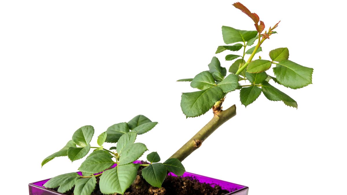 Come piantare correttamente le talee di rosa acquistate in negozio: i ...