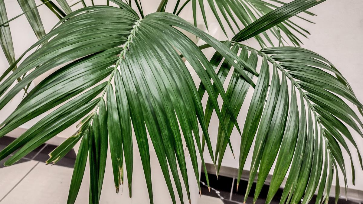 Kenzia, la palma perfetta per la tua casa: scopri come curarla e ...