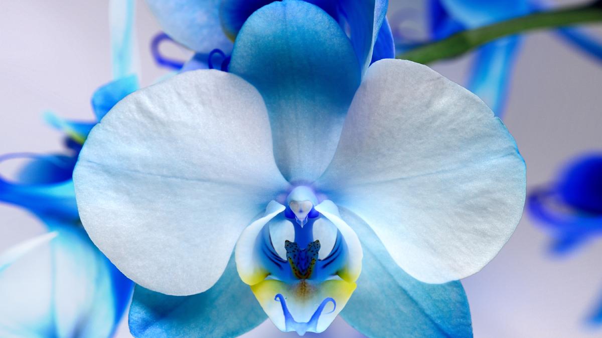 Le orchidee blu esistono? Ecco cosa devi sapere prima di acquistarne una