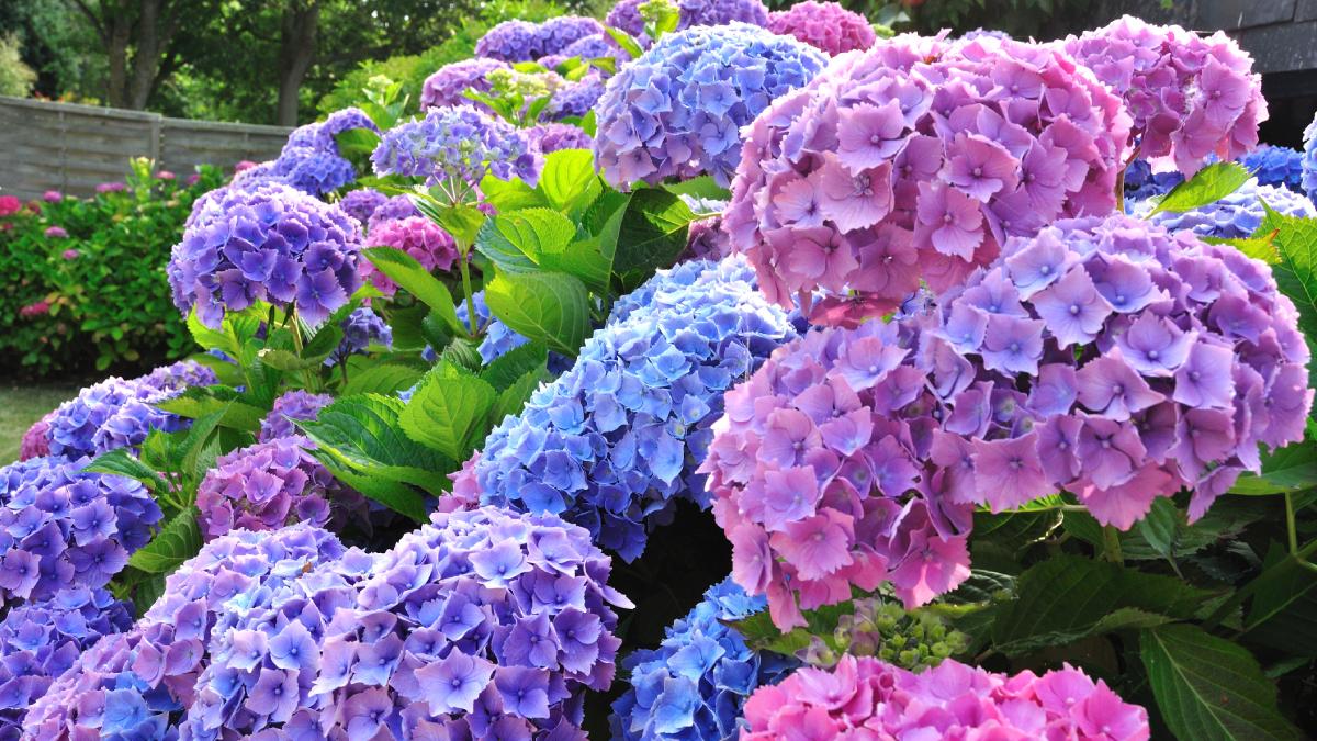 Scopri come e quando potare l’ortensia per farla fiorire più bella che mai