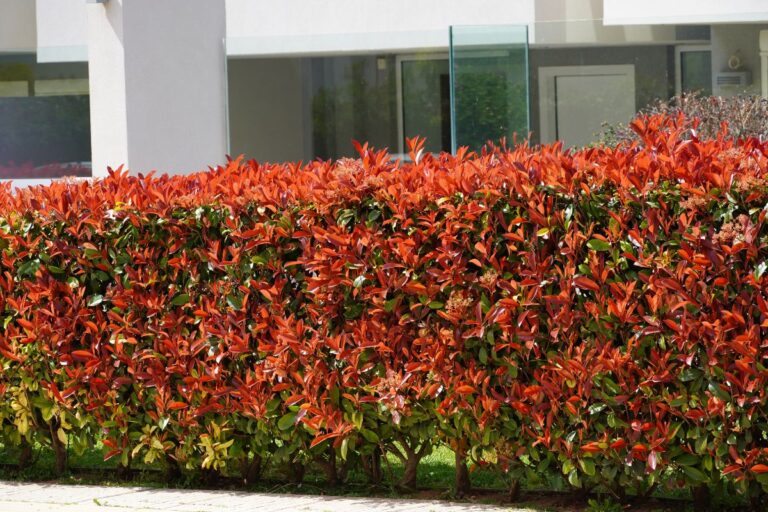 Coltivare Photinia: quando fare le talee per siepi spettacolari in ...